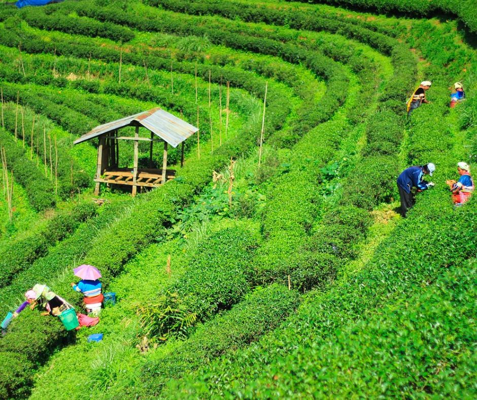 Sikkim Tour Package for 9 Days - TRISOJ