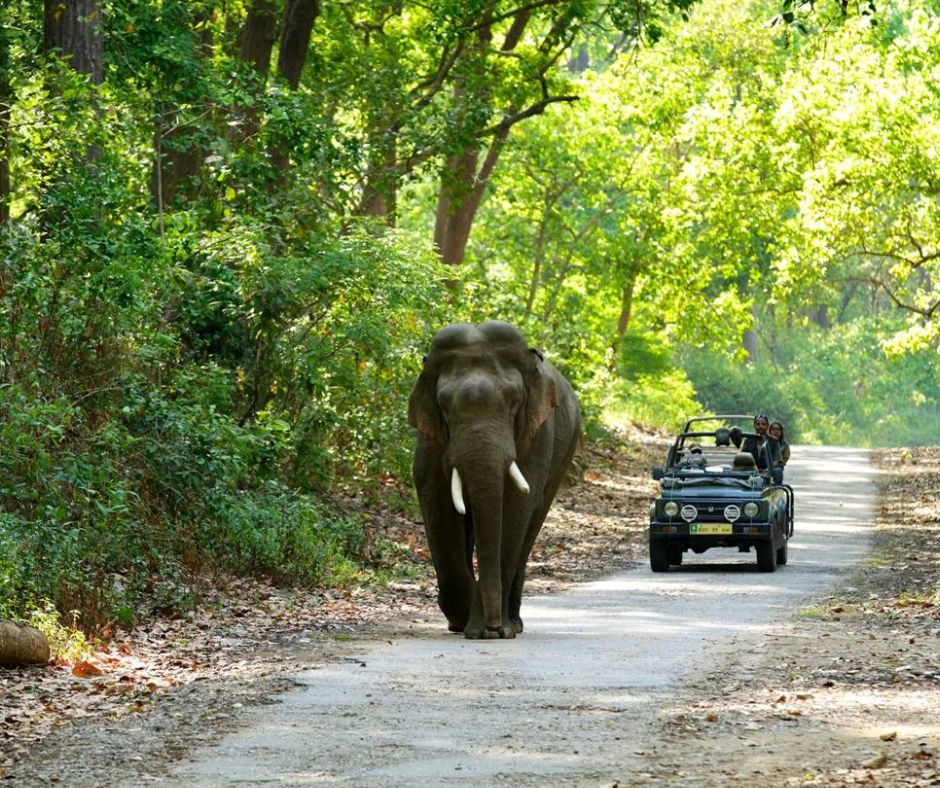 From Delhi: 2-Day Private Jim Corbett Tour Package - TRISOJ