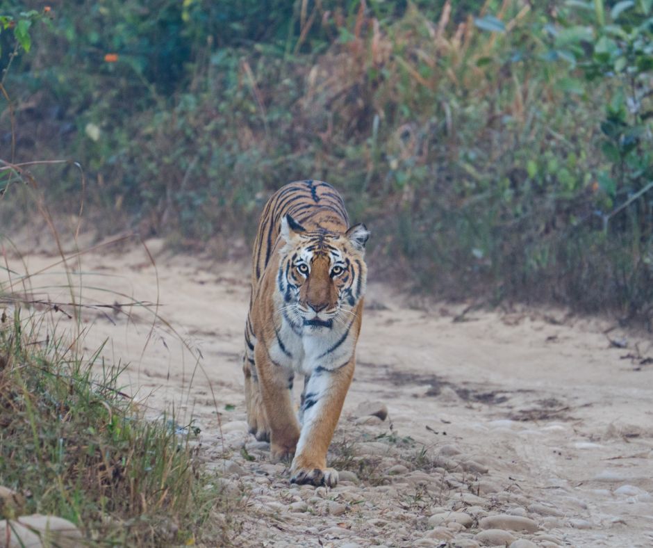 From Delhi: Jim Corbett National Park Tour Package - TRISOJ