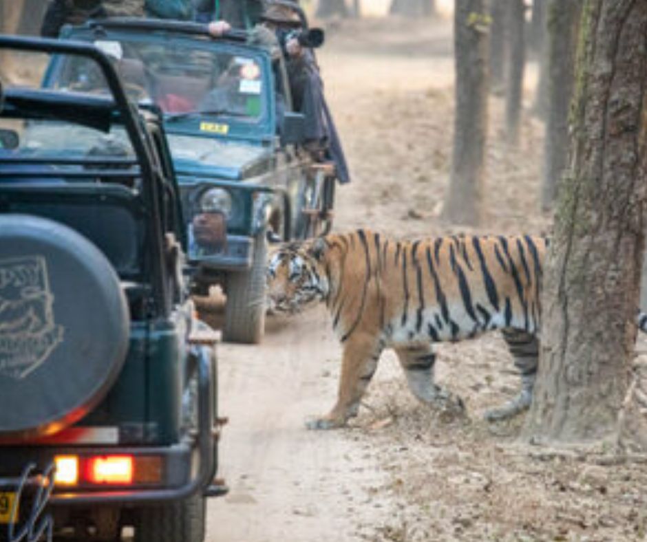 From Delhi: 2-Day Private Jim Corbett Tour Package - TRISOJ