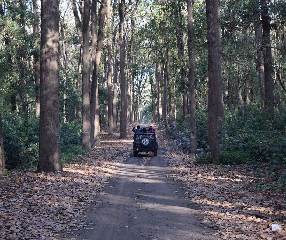 From Delhi: Jim Corbett National Park Tour Package - TRISOJ