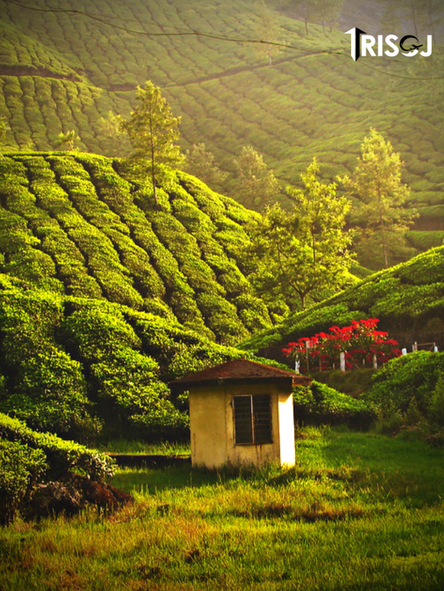 11 Stunning Things to do in Munnar in Kerala Trip - TRISOJ