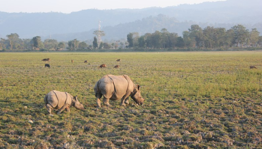 11 Stunning Tourist Places To Visit in Assam - TRISOJ